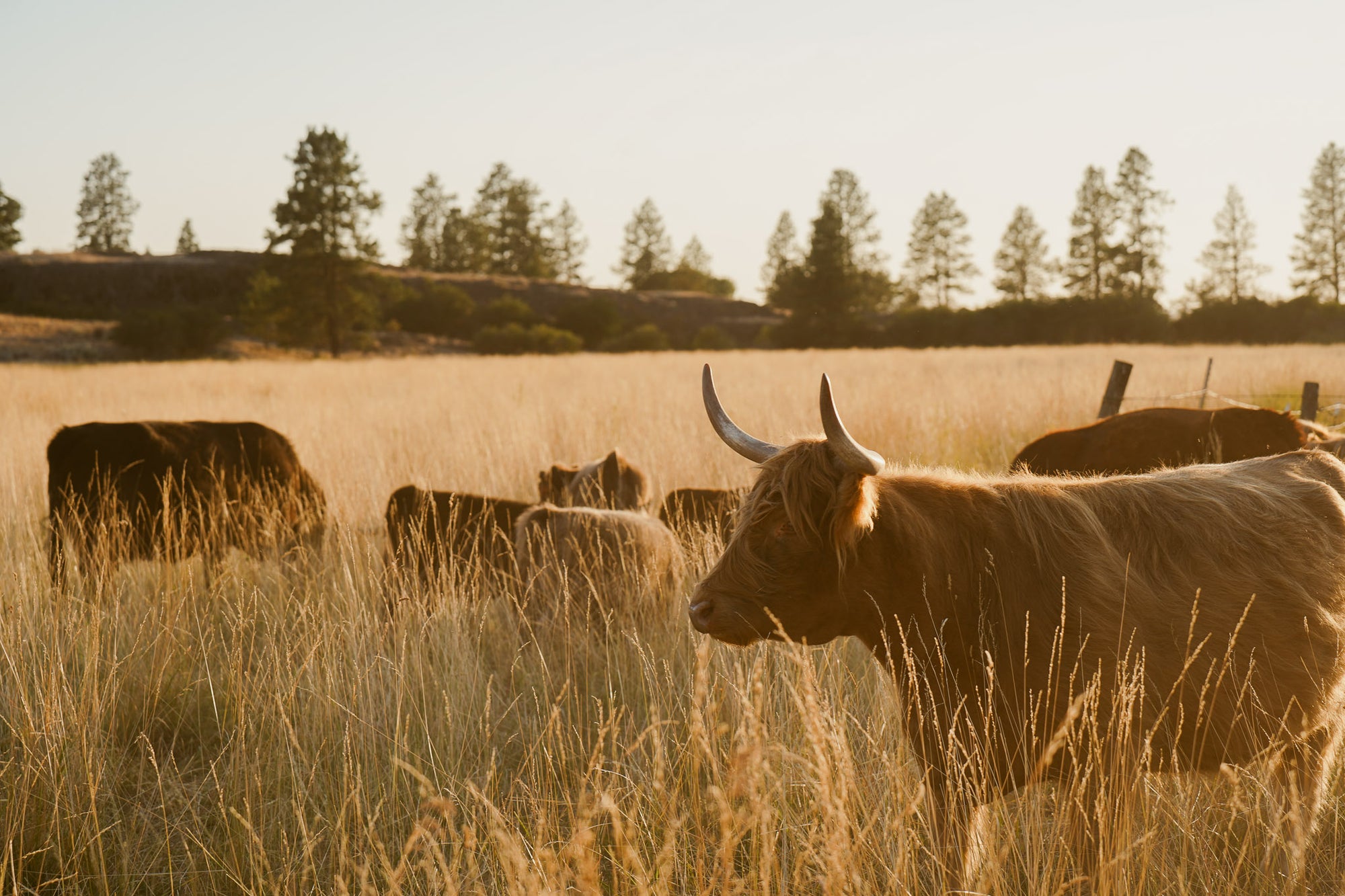 Hillside Highland Co.